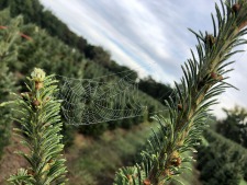 Paul Bunyan's Farm | Barn & Greenhouse | Western MA